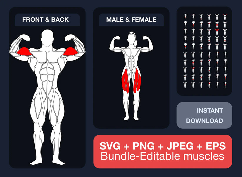 Bodybuilding Editable Muscle Graphics Pack: Enhance Your Design ...