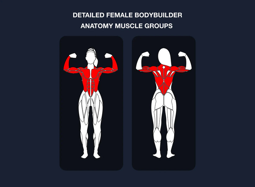Female Bodybuilding Editable muscle graphics – ccreation.store