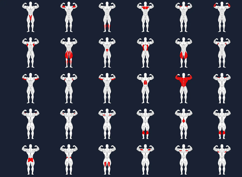 Male Bodybuilding Editable Muscle Graphics - Perfect for Fitness ...