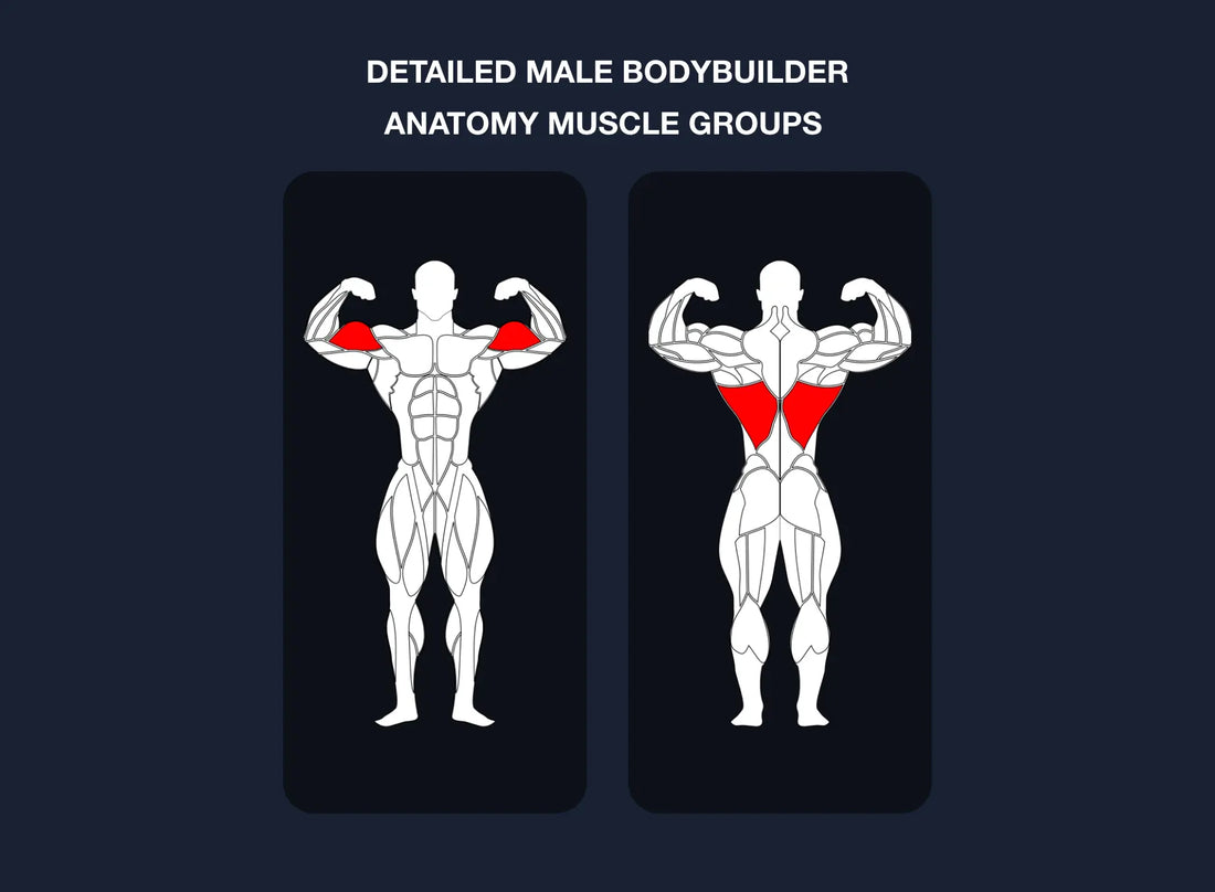 Male Bodybuilding Editable Muscle Graphics - Perfect for Fitness ...