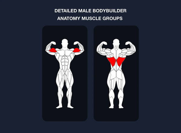 Male Bodybuilding Editable Muscle Graphics - Perfect for Fitness ...