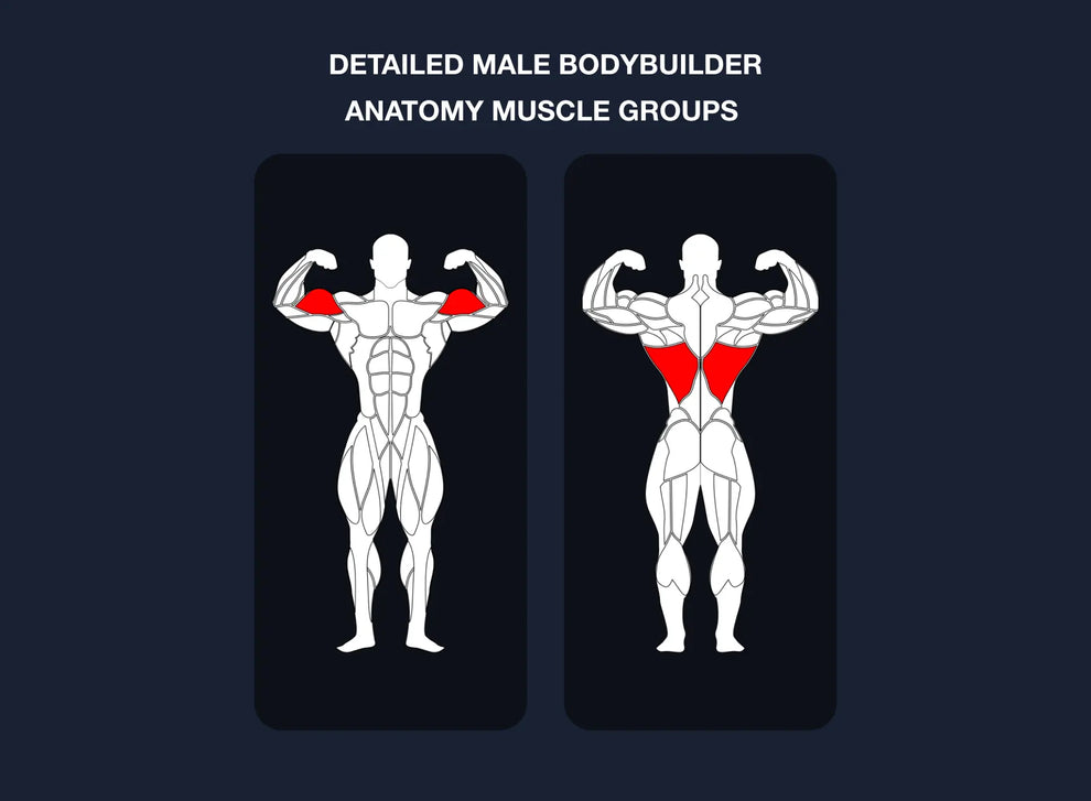 Male Bodybuilding Editable Muscle Graphics - Perfect for Fitness ...